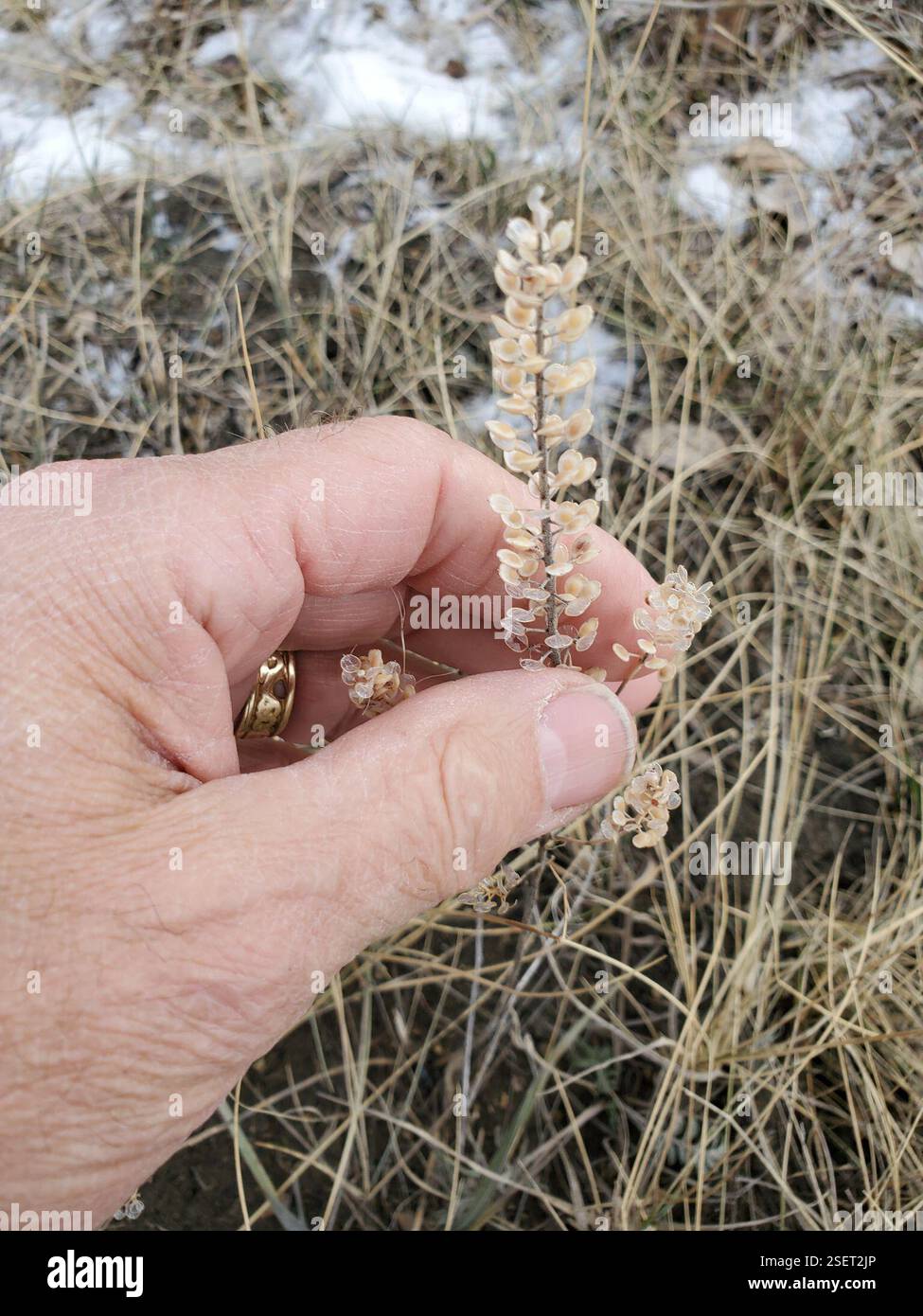 desert madwort (Alyssum desertorum), Plantae, Fergus, Montana, United ...