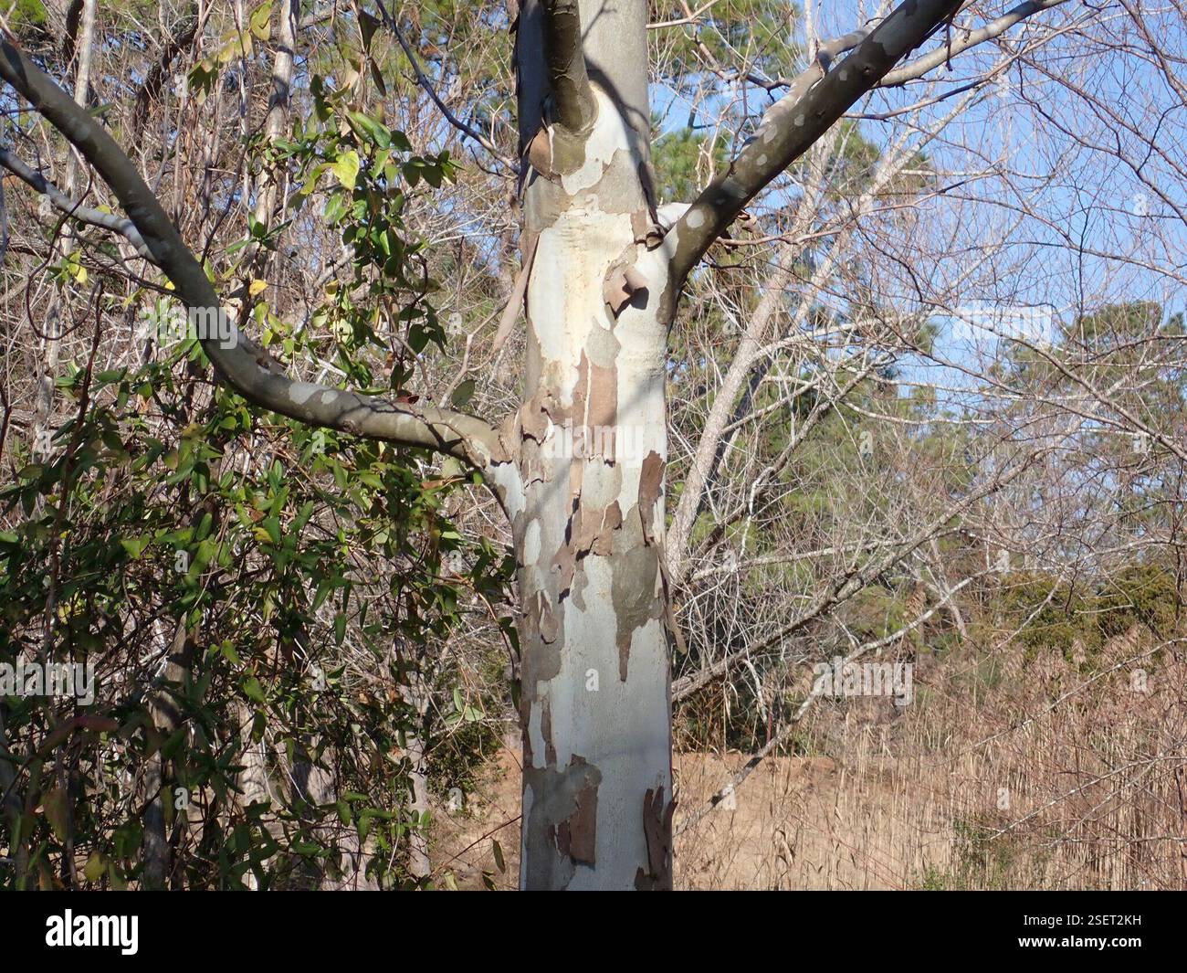 American sycamore (Platanus occidentalis), Plantae, North Carolina, US ...