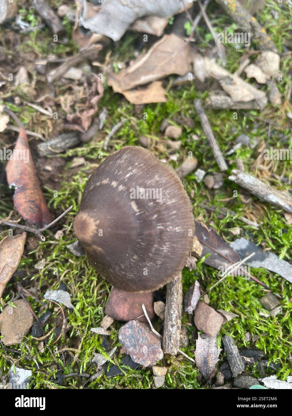 (Entolomataceae), Fungi, Santa Clara, California, United States Stock ...