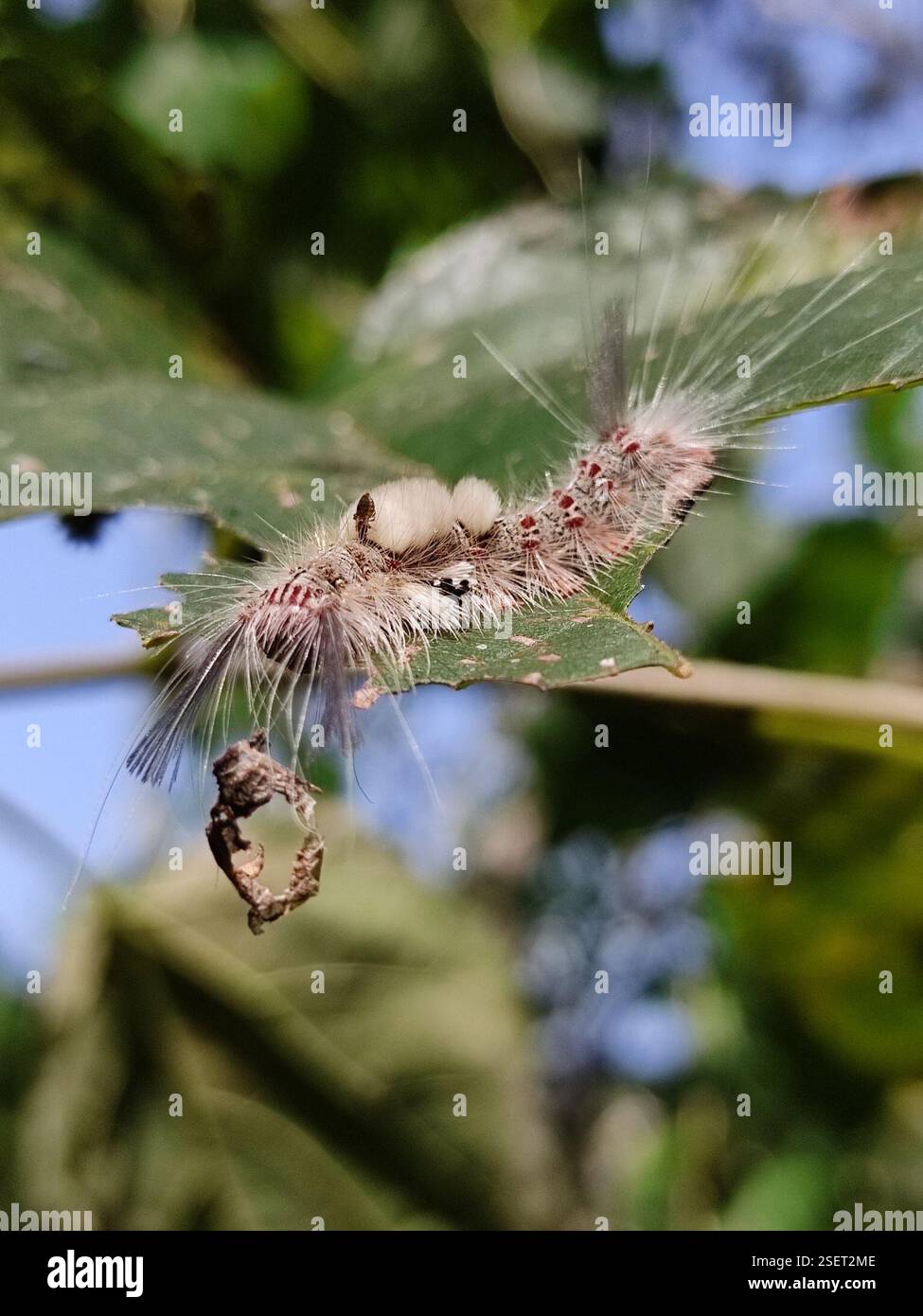 Brown Tussock Moth (Olene mendosa), Insecta, 8RC5+RPH, Kumplampoika ...