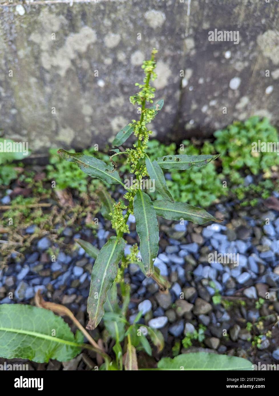Japanese Dock (Rumex japonicus), Plantae, 251, Taiwan, 新北市淡水區水源里 Stock ...