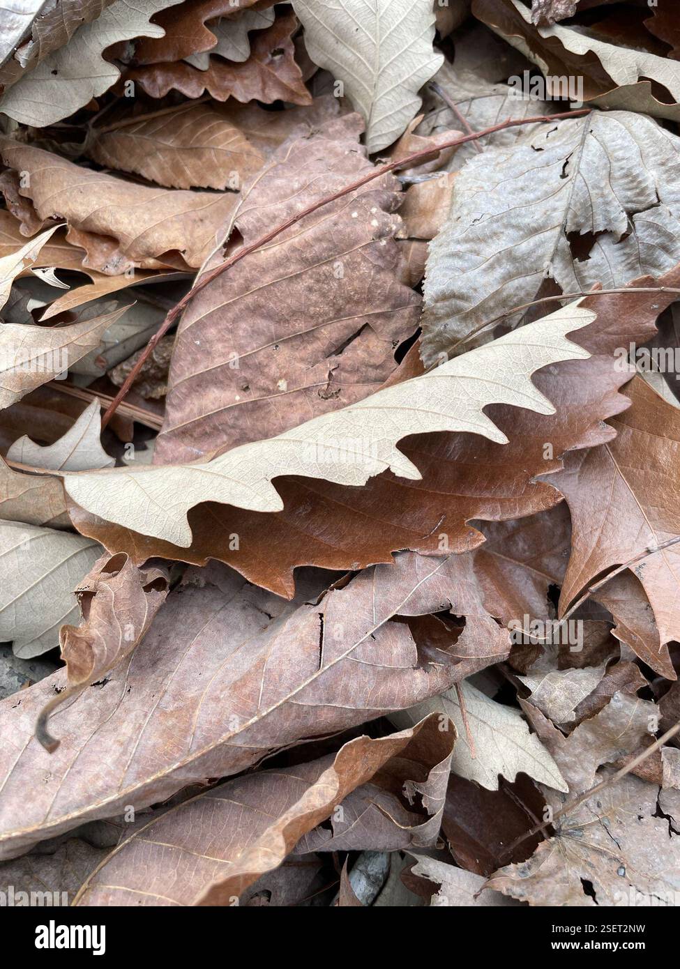 swamp chestnut oak (Quercus michauxii), Plantae, North Carolina, US ...