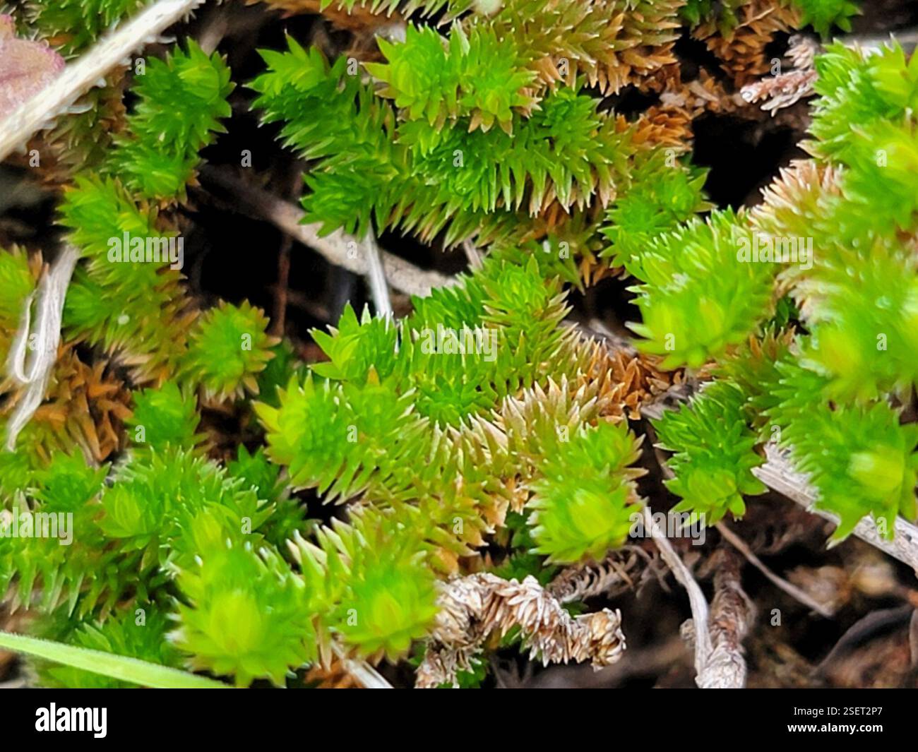 Arizona spikemoss (Selaginella arizonica), Plantae, Maricopa County, US ...