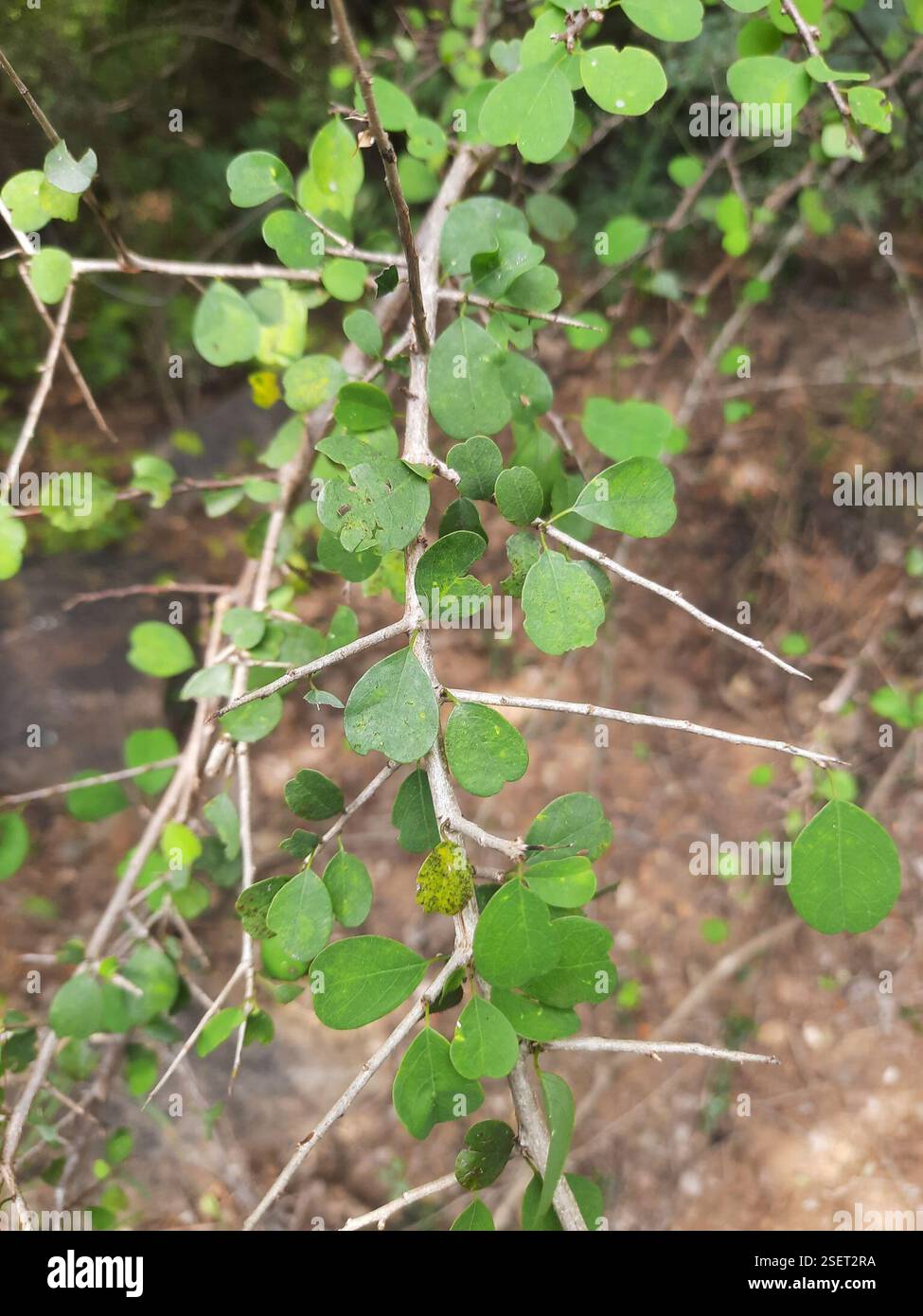 Flueggea leucopyrus hi-res stock photography and images - Alamy