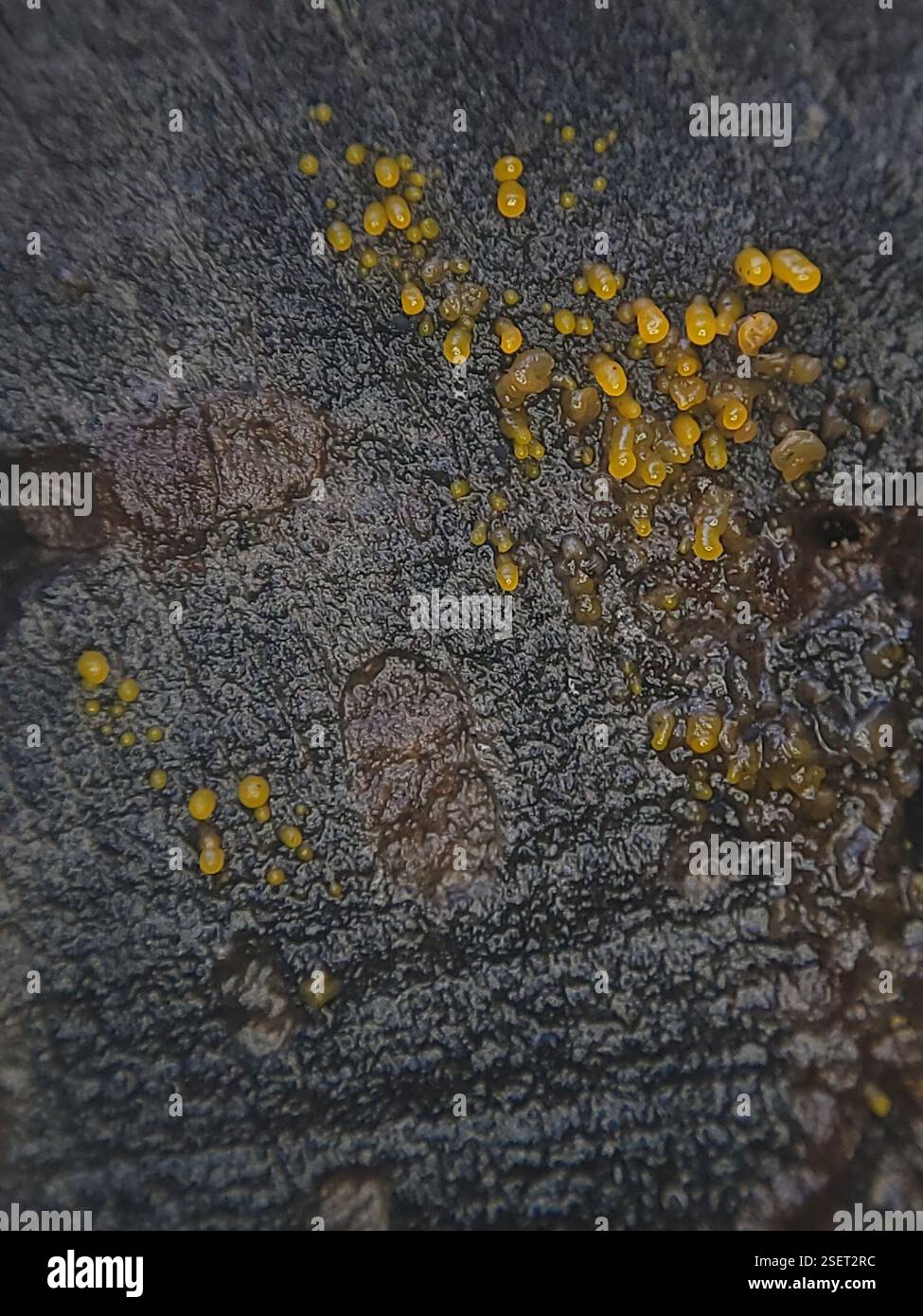 true slime molds (Myxomycetes), Protozoa, Rancho San Antonio County ...