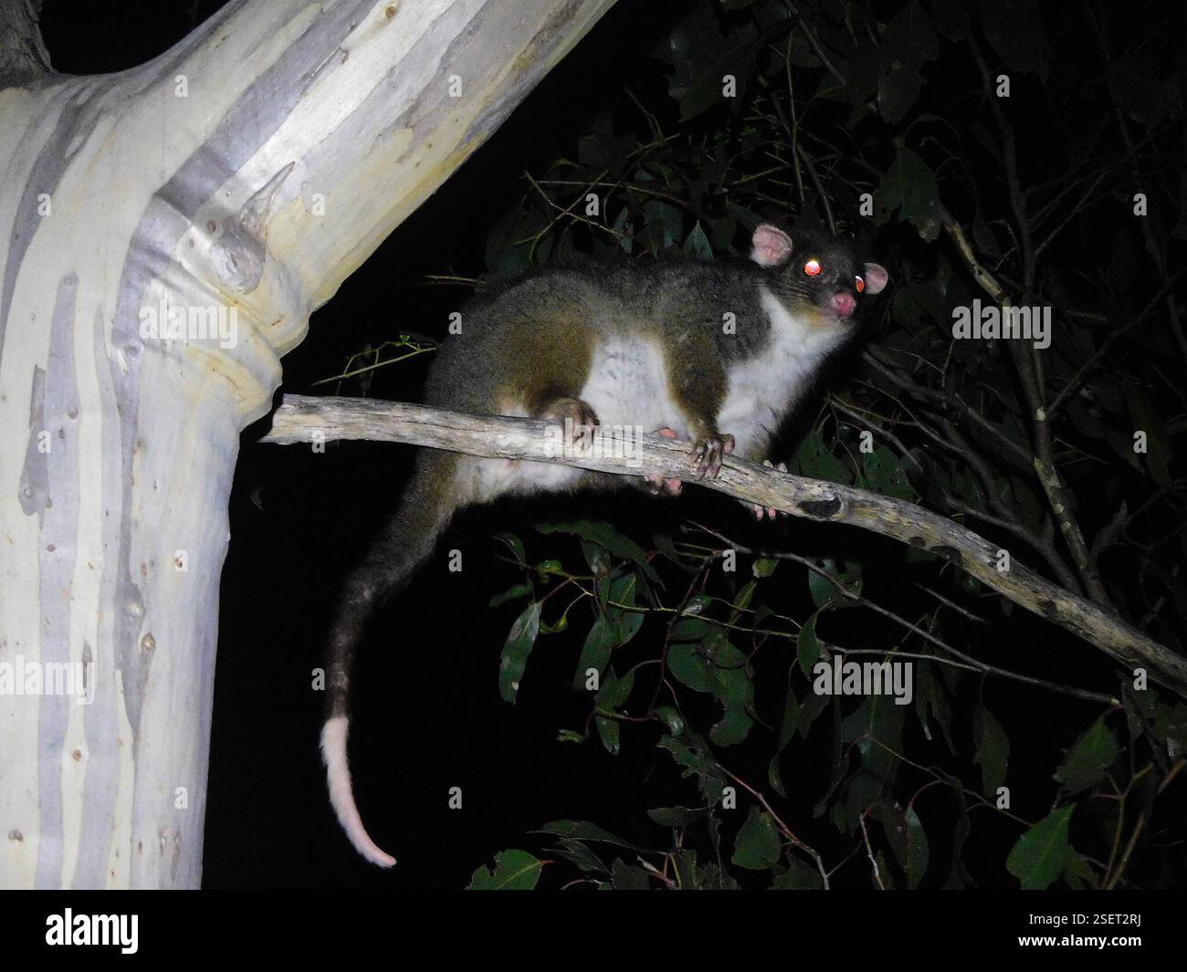 Common Ring-tailed Possum (Pseudocheirus peregrinus), Mammalia, Hobart ...