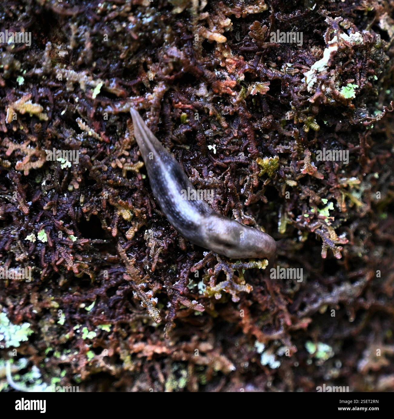 Tree slug (Lehmannia marginata), Mollusca, Dumfries and Galloway, UK ...