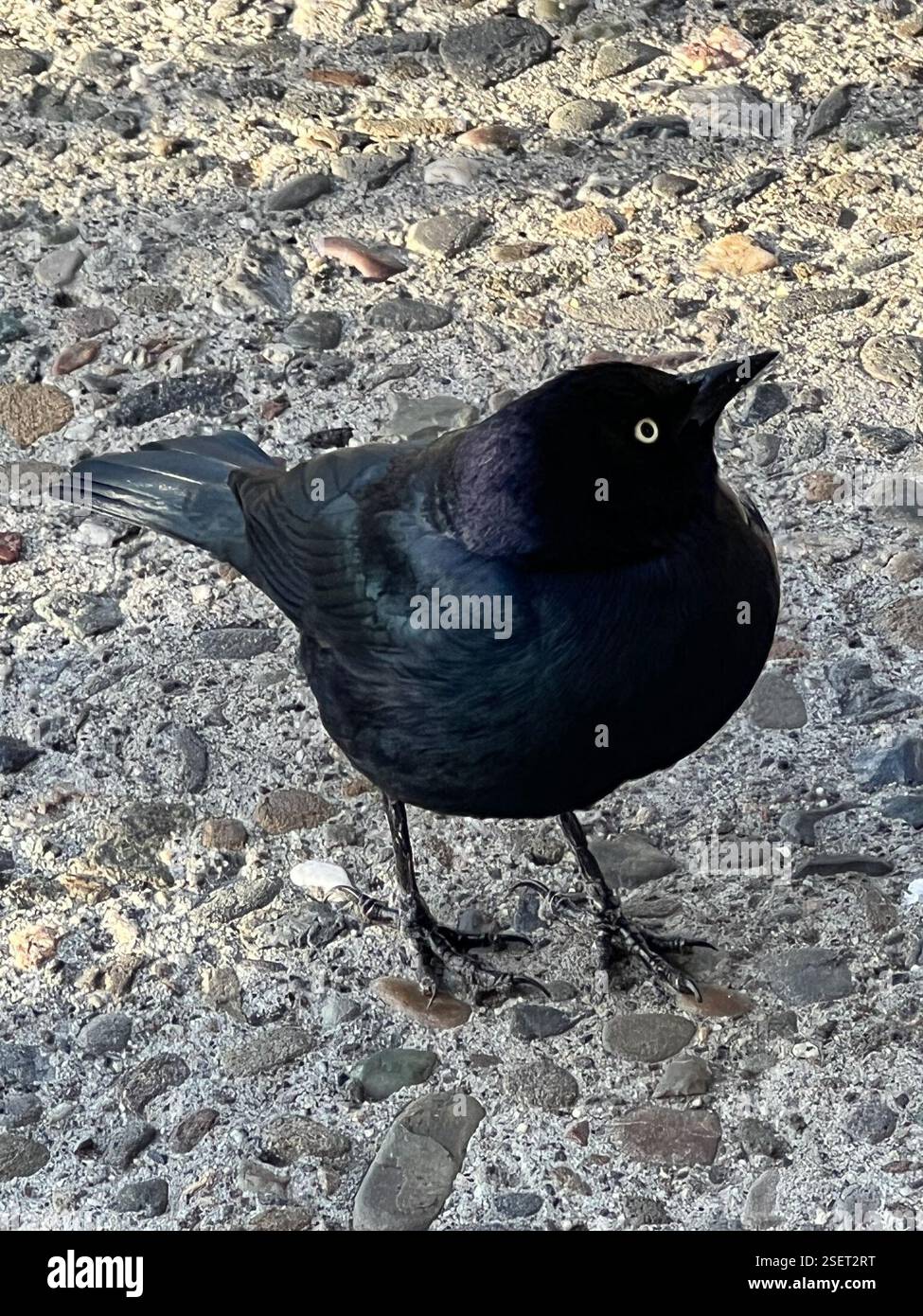 Brewer's Blackbird (Euphagus cyanocephalus), Aves, Del Monte Shopping ...