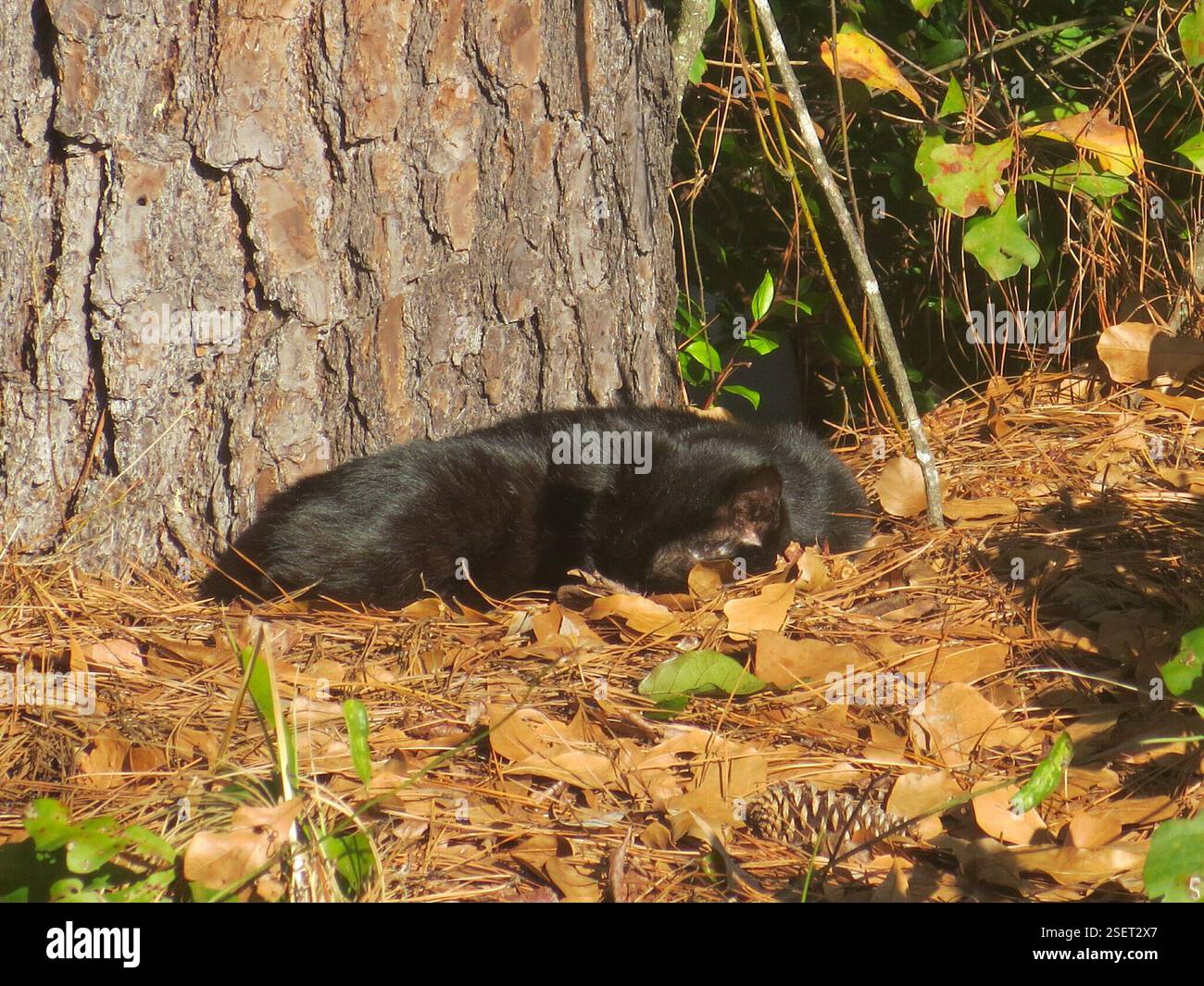 Domestic Cat (Felis catus), Mammalia, Windsor Forest, Savannah, GA, USA ...