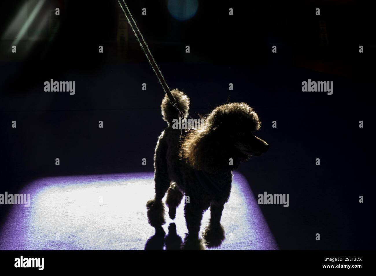 One of the many poodles waiting to compete in the Agility Competition ...