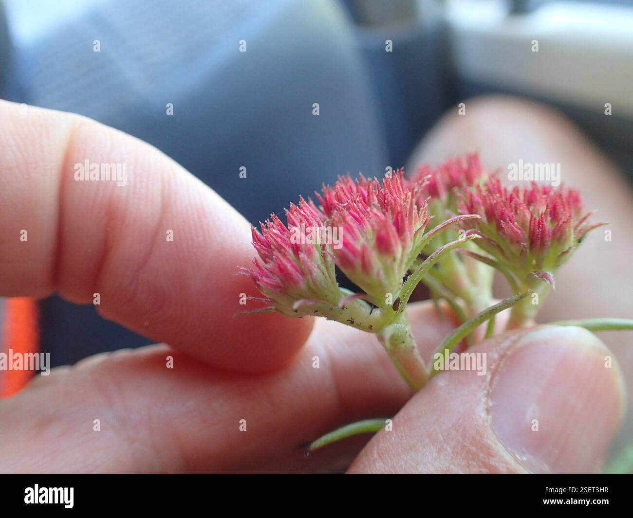 grassland red crassula (Crassula alba), Plantae, Mgangeni, Maphephetha ...
