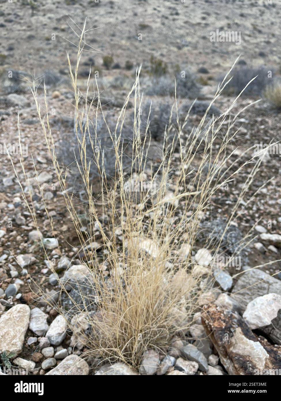 Purple Threeawn (Aristida purpurea), Plantae, Grand Canyon - Parashant ...