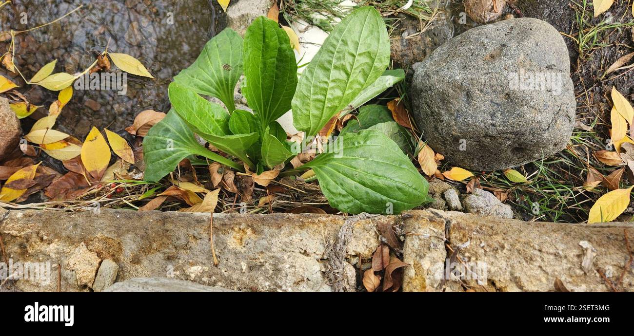 greater plantain (Plantago major), Plantae, 22430 Tijuana, Baja ...