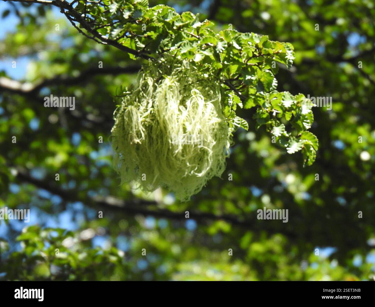 Lenga Beech (Nothofagus pumilio), Plantae, Bariloche, Río Negro ...