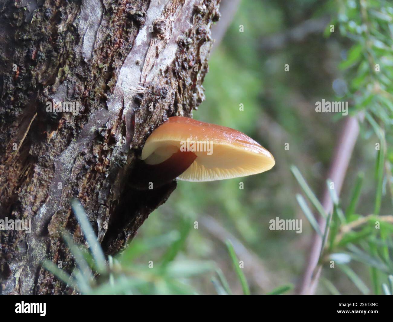 Velvet Foot (Flammulina velutipes), Fungi, Capital, BC, Canada Stock ...