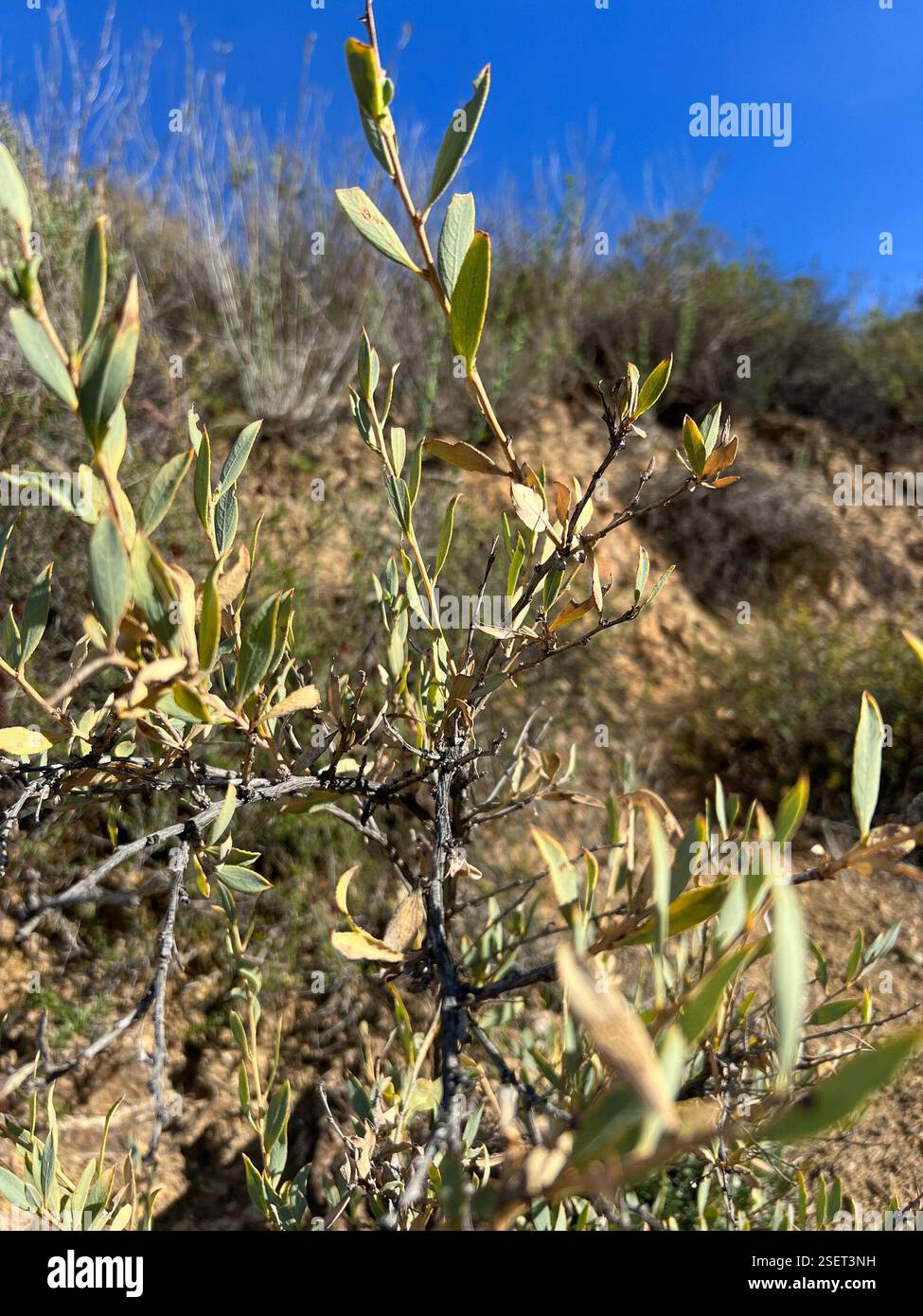 Bush Poppy (Dendromecon rigida), Plantae, Riverside County, CA, USA ...