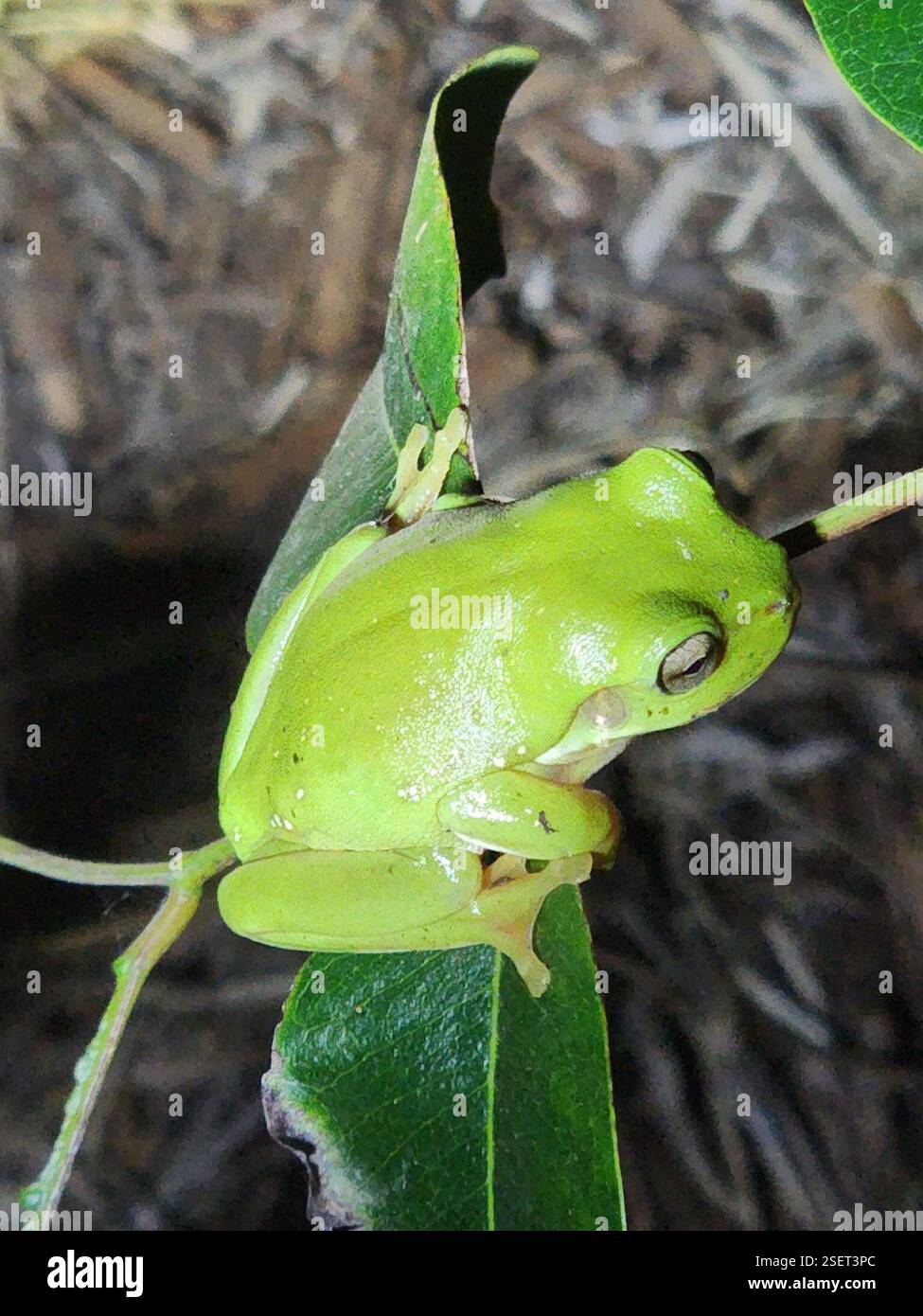 Australian Green Tree Frog (Ranoidea caerulea), Amphibia, Bouldercombe ...