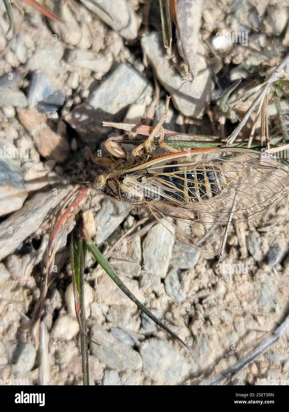 Black Cicadas (Maoricicada), Insecta, John Creek, New Zealand Stock ...