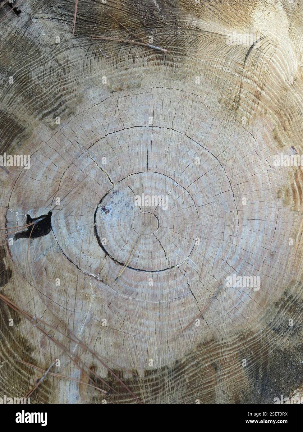 loblolly pine (Pinus taeda), Plantae, Windsor Forest, Savannah, GA, USA ...