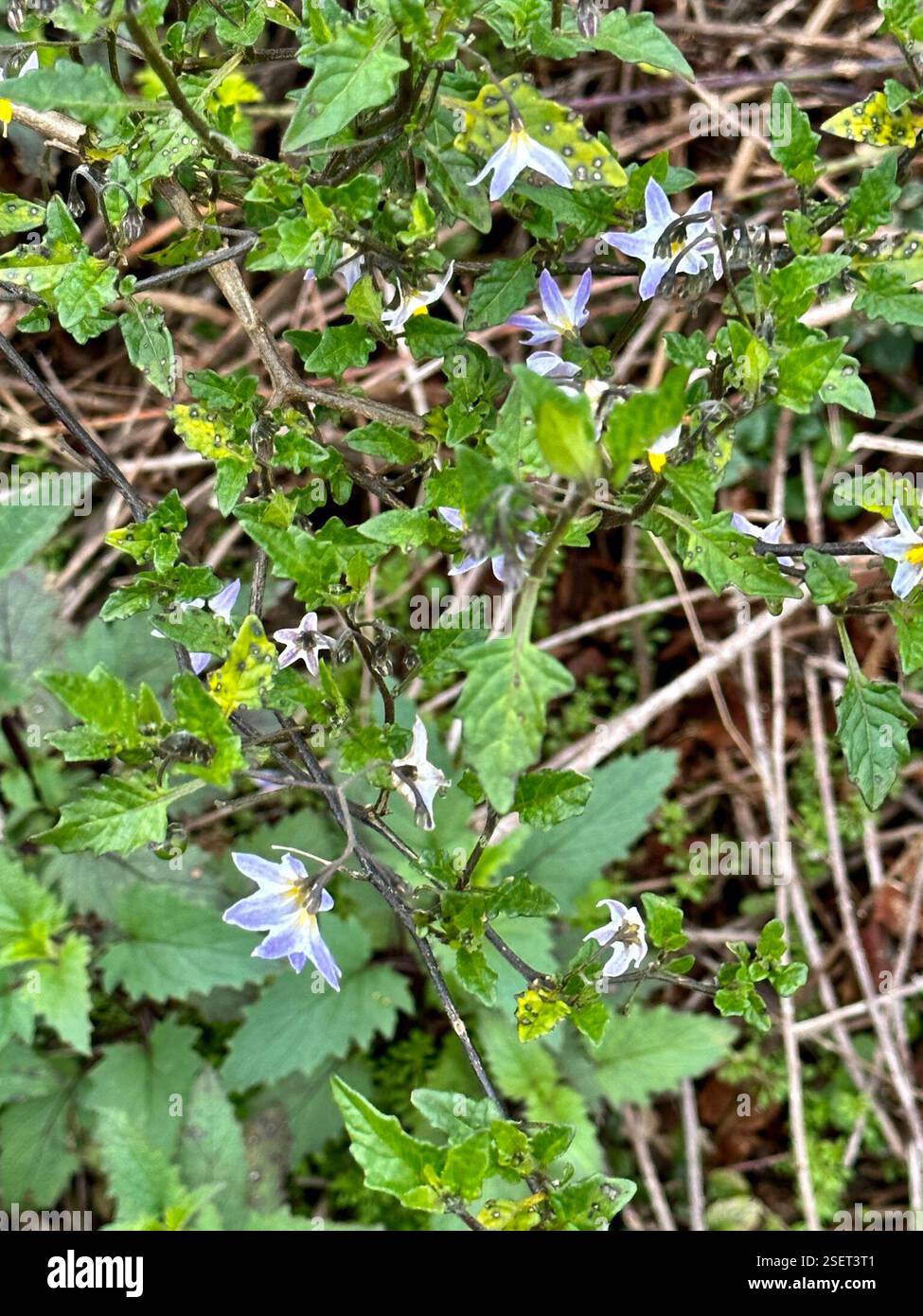 nightshades (Solanum), Plantae, San Bruno Mountain Park, Daly City, CA ...