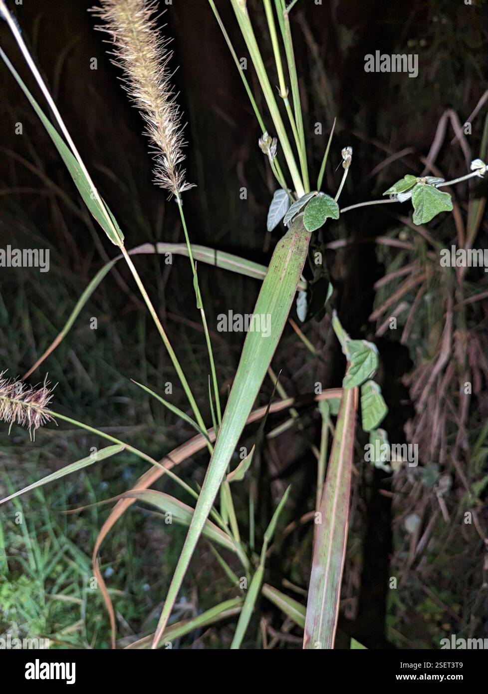 knotroot bristlegrass (Setaria parviflora), Plantae, 423, Taiwan ...