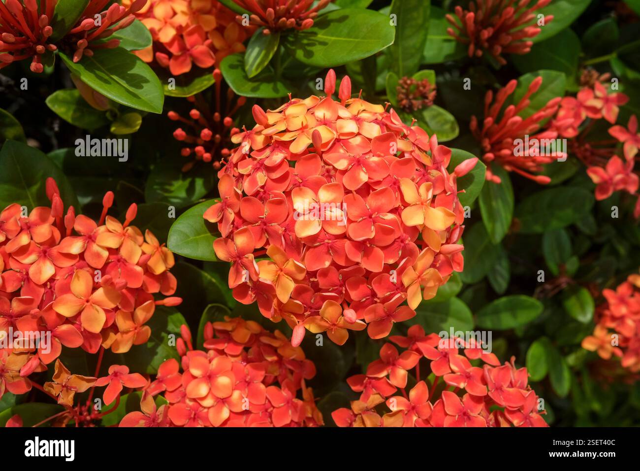 Ixora coccinea commonly known as the Scarlet Jungleflame, red flowers ...