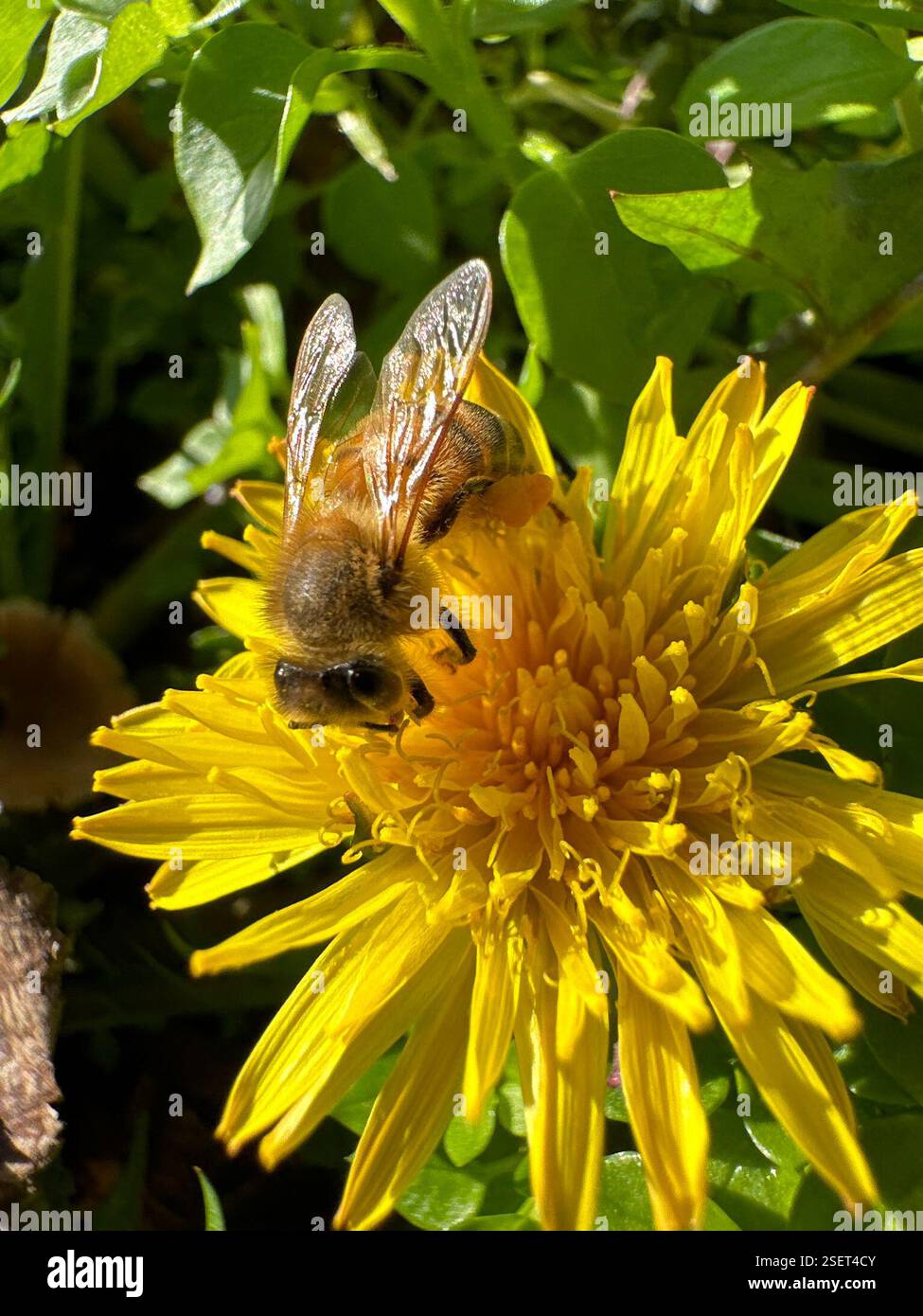 Western Honey Bee (Apis mellifera), Insecta, Kentucky, US Stock Photo ...