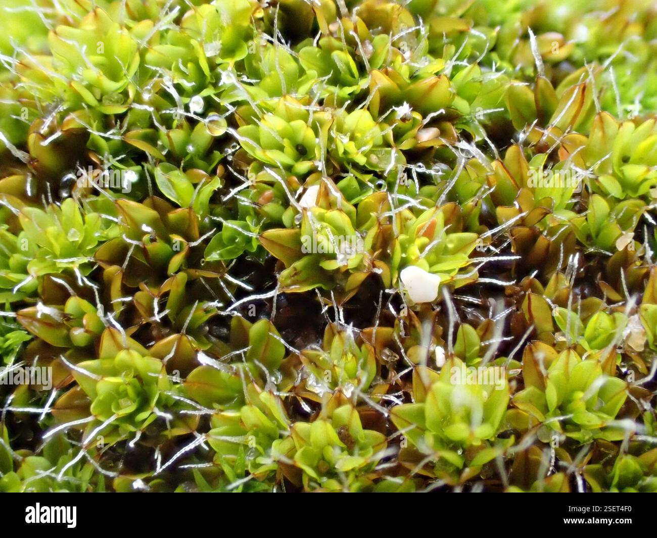 Intermediate Screw-moss (Syntrichia montana), Plantae, Amsterdamse ...