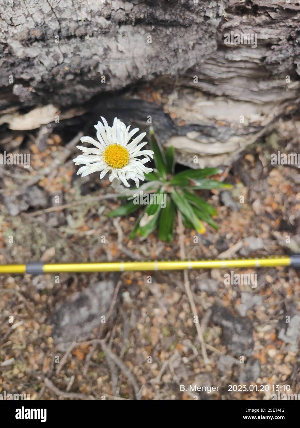 Common Mountain Daisy (Celmisia spectabilis spectabilis), Plantae ...