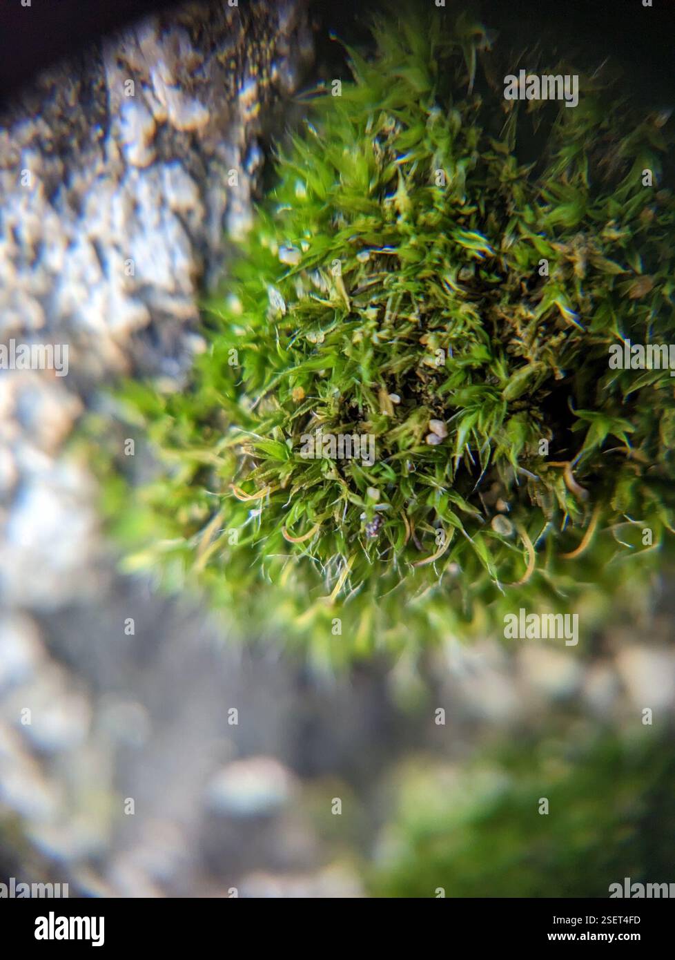 Wall Screw-moss (Tortula muralis), Plantae, West End, Vancouver, BC ...
