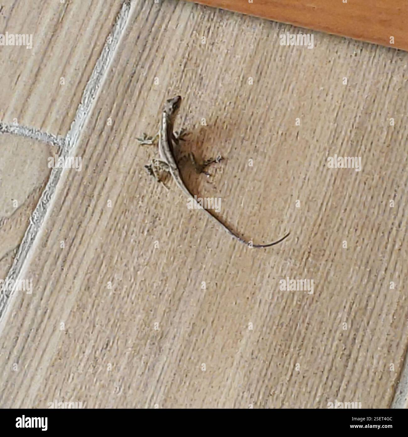 Humble Anole (Anolis humilis), Reptilia, H369+CMG, Provincia de ...