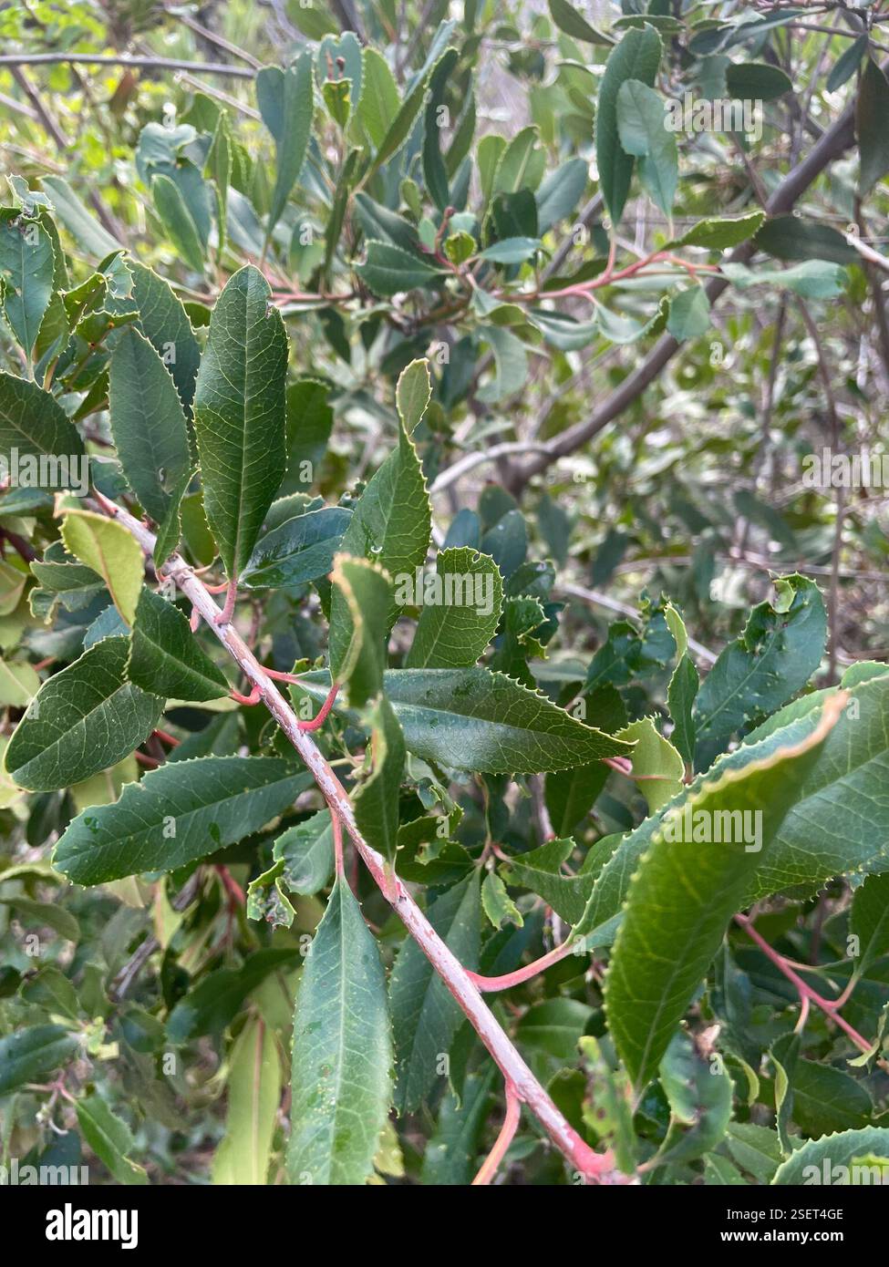 Toyon (Heteromeles arbutifolia), Plantae, Santa Clara County, CA, USA ...