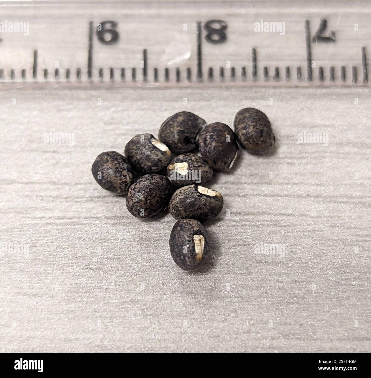 legumes (Fabaceae), Plantae, St. Petersburg Innovation District, St ...