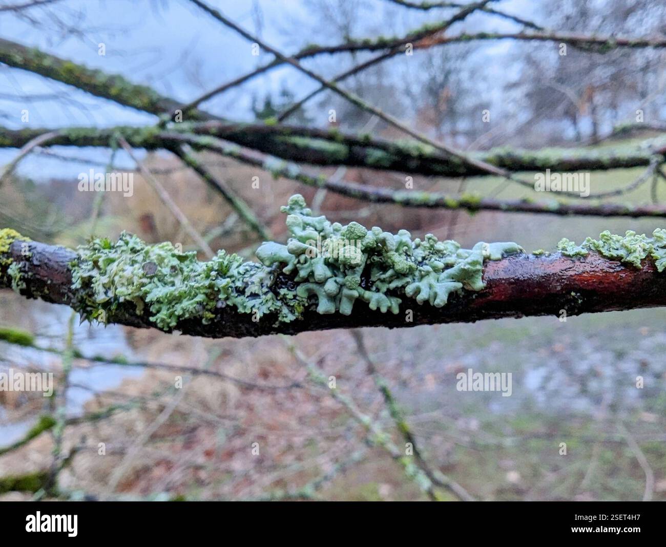 Powder-headed Tube Lichen (Hypogymnia tubulosa), Fungi, Vancouver, BC ...