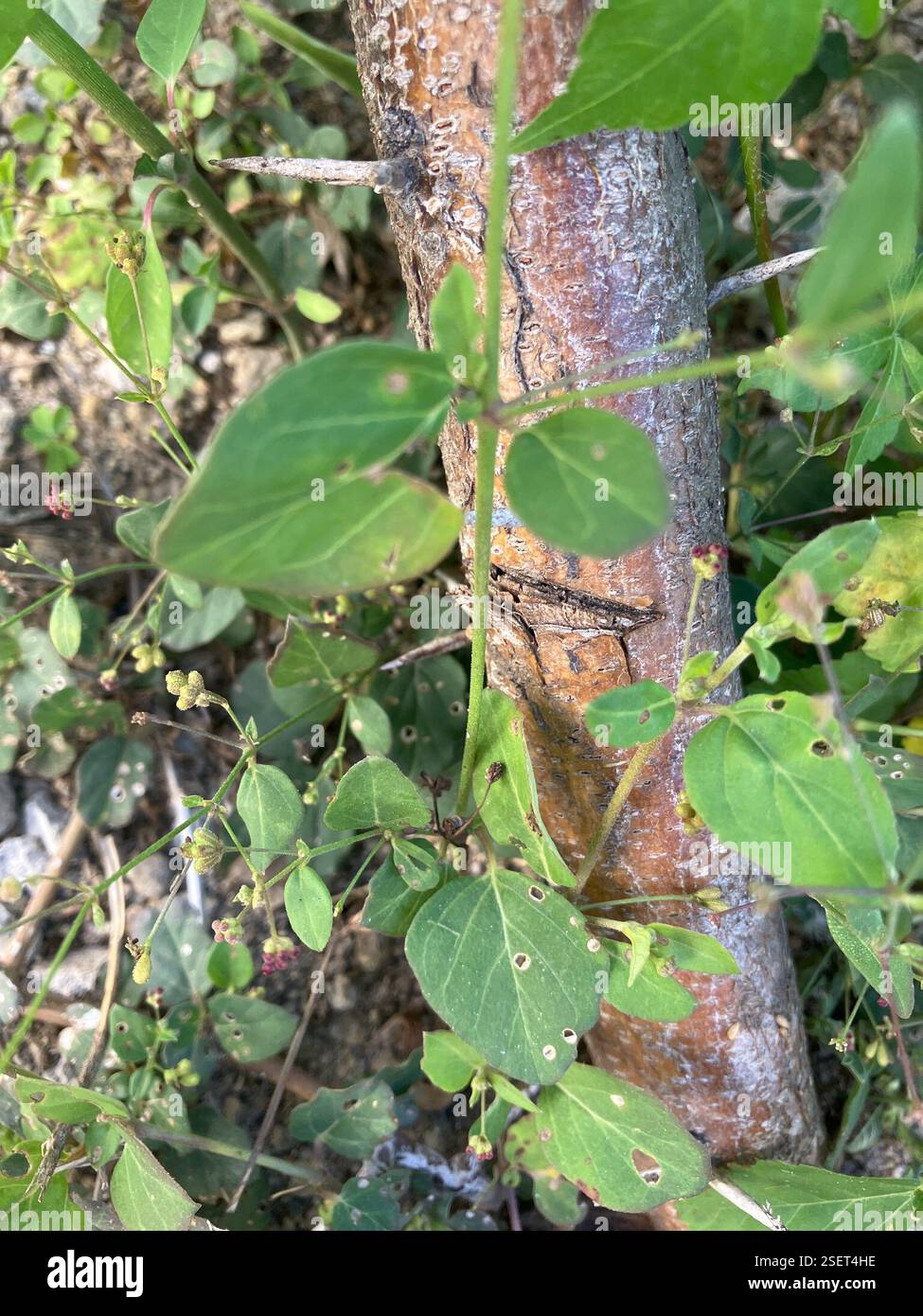 scarlet spiderling (Boerhavia coccinea), Plantae, Saint Georges, MS ...
