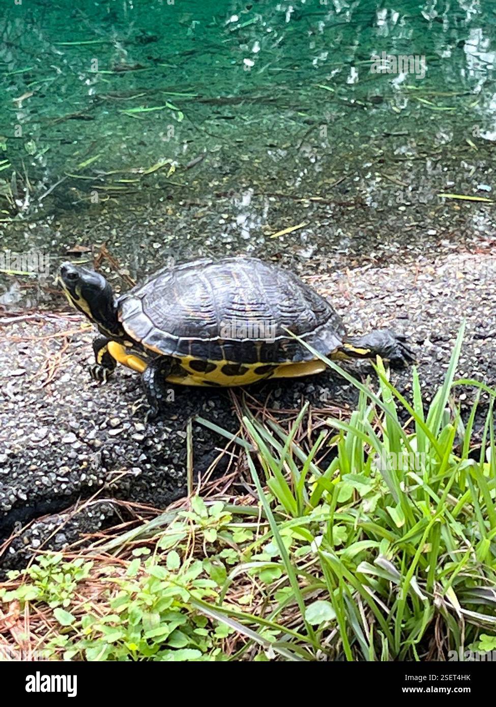 Yellow-bellied Slider (Trachemys scripta scripta), Reptilia, Alfred B ...
