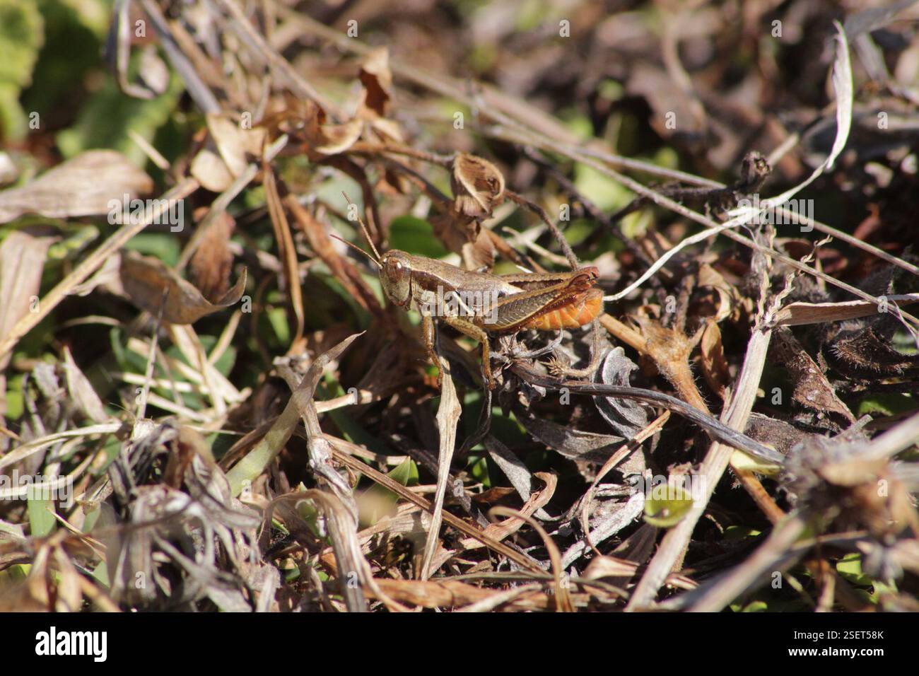 Spur-throated Grasshoppers (Melanoplinae), Insecta, Tecolotlán, Jal ...