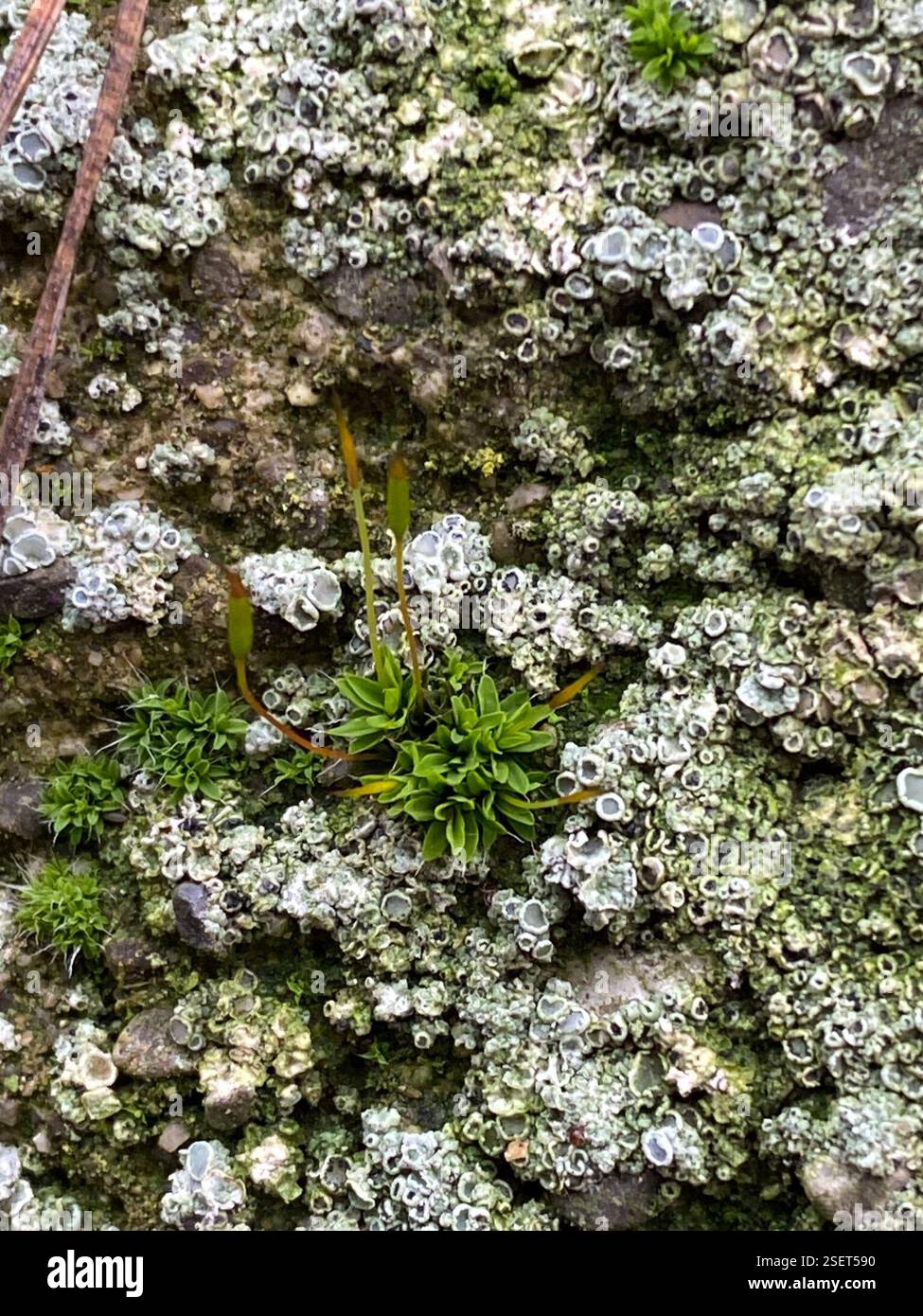 Wall Screw-moss (Tortula muralis), Plantae, Genève, CH-GE-GE, CH Stock ...