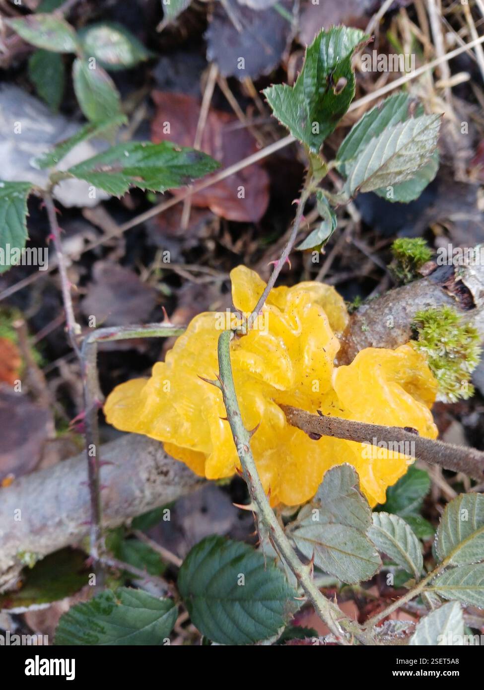 witch's butter (Tremella mesenterica), Fungi, Marburg Botanischer ...