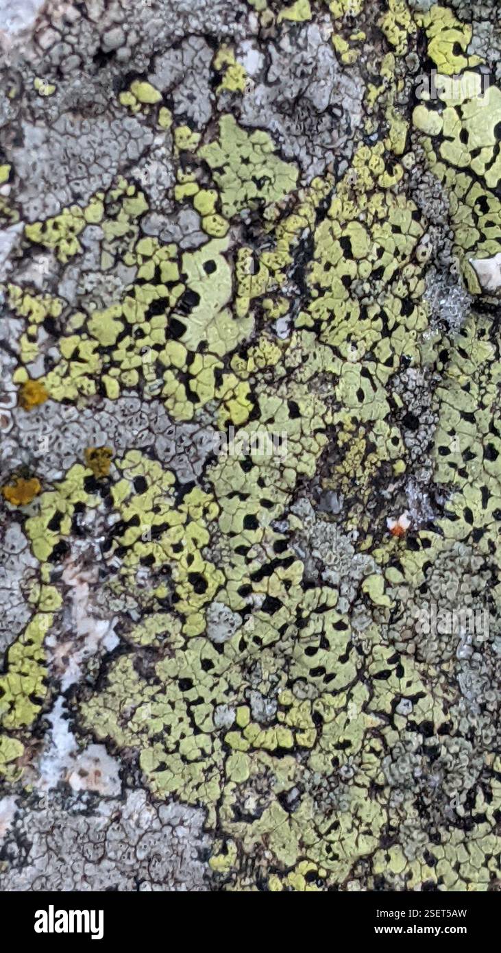 yellow map lichen (Rhizocarpon geographicum), Fungi, Frisco, CO 80443 ...