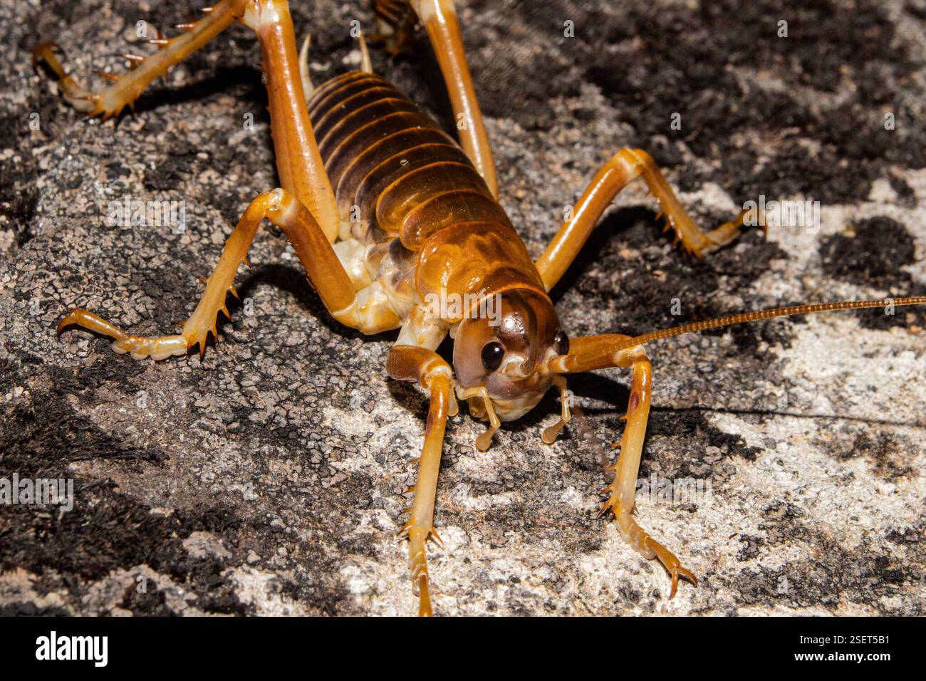 Mt Cook Giant Weta (Deinacrida pluvialis), Insecta, Southland District ...