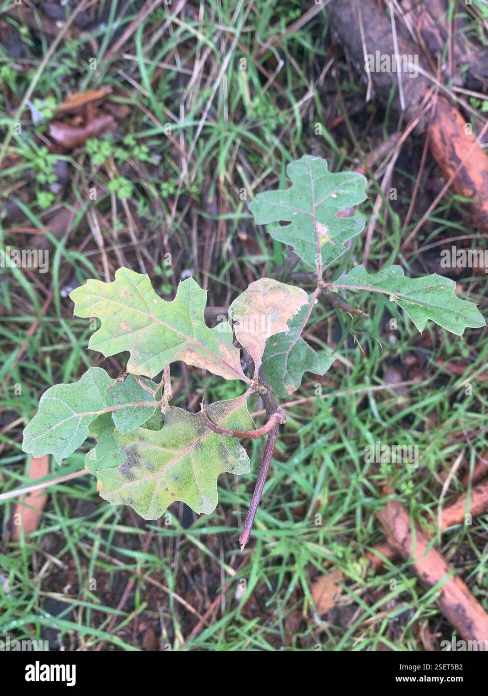 Oracle Oak (Quercus × morehus), Plantae, Hidden Falls Regional Park ...