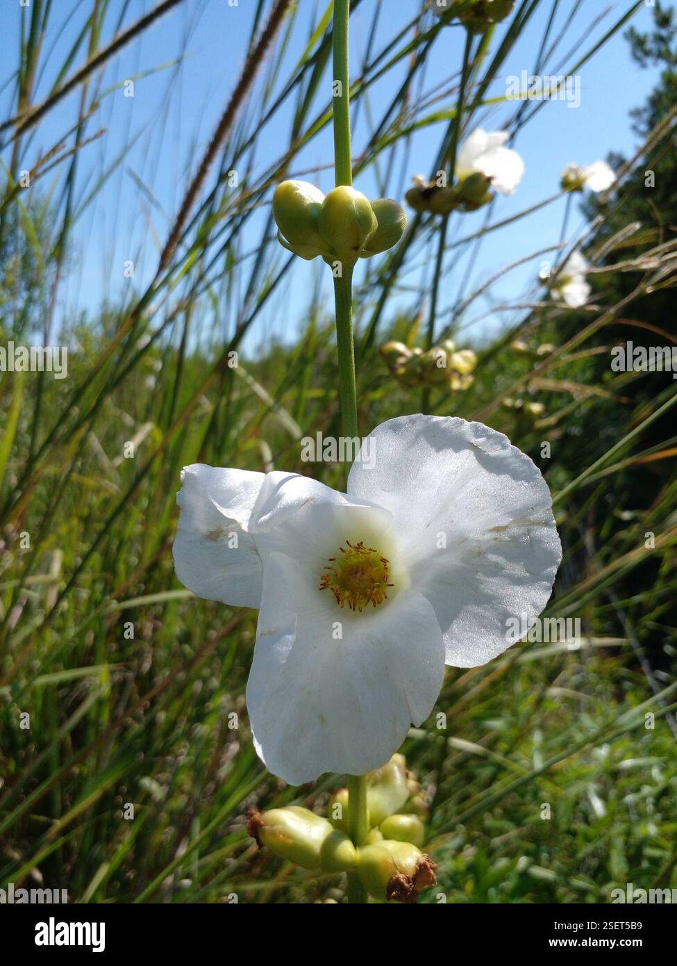 monocots (Liliopsida), Plantae, Paraguay Stock Photo - Alamy