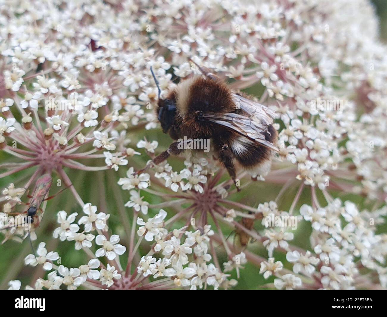 Buff-tailed Bumble Bee (Bombus terrestris), Insecta, Wellington, NZ-WG ...