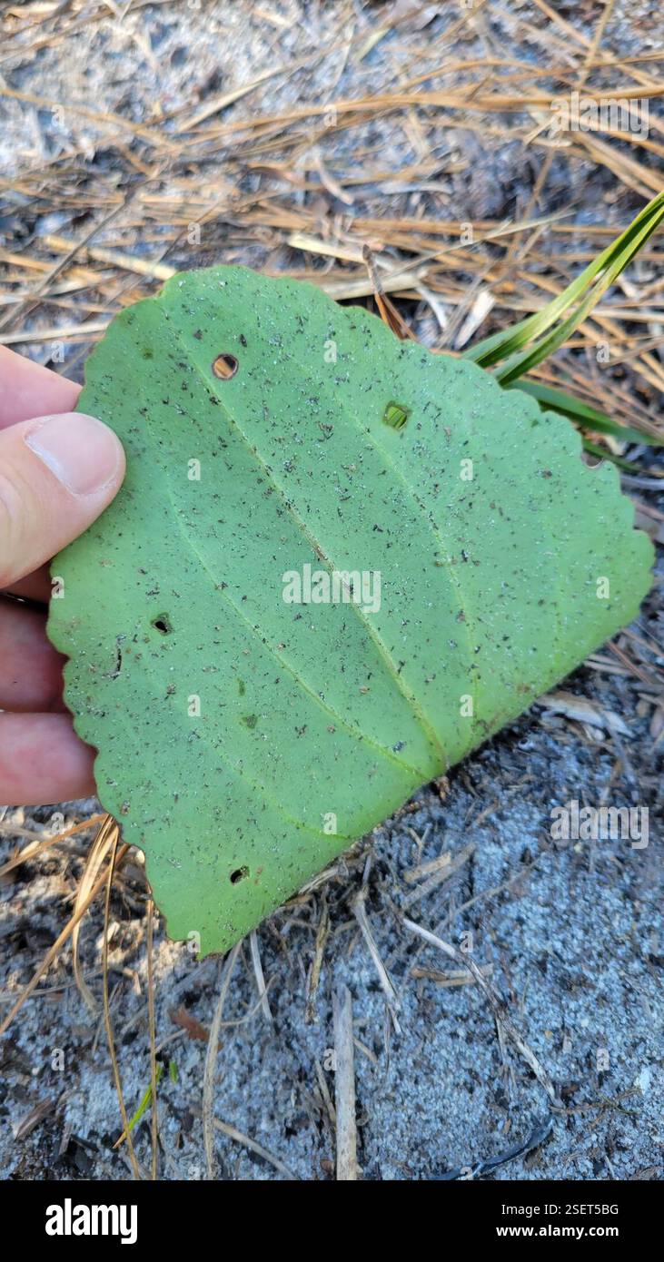 Florida Indian Plantain (Arnoglossum floridanum), Plantae, Silver ...
