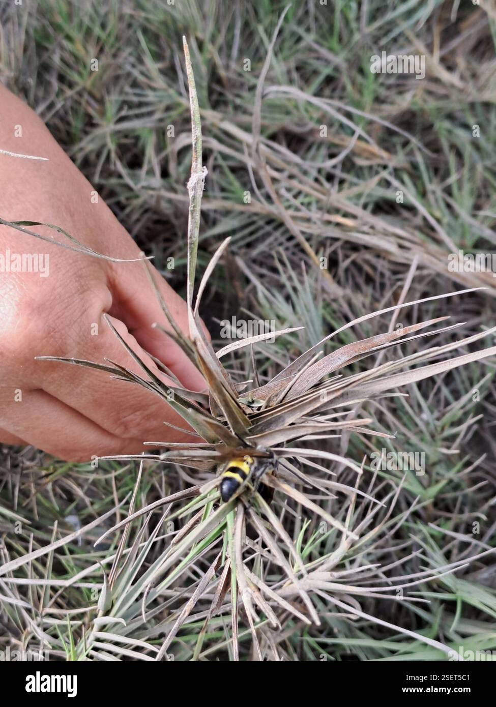 Ants, Bees, Wasps, and Sawflies (Hymenoptera), Insecta, B, Chilca 15871 ...