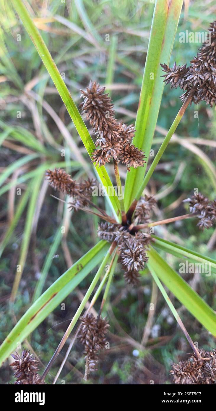 Swamp Flatsedge (Cyperus ligularis), Plantae, Naples Stock Photo - Alamy