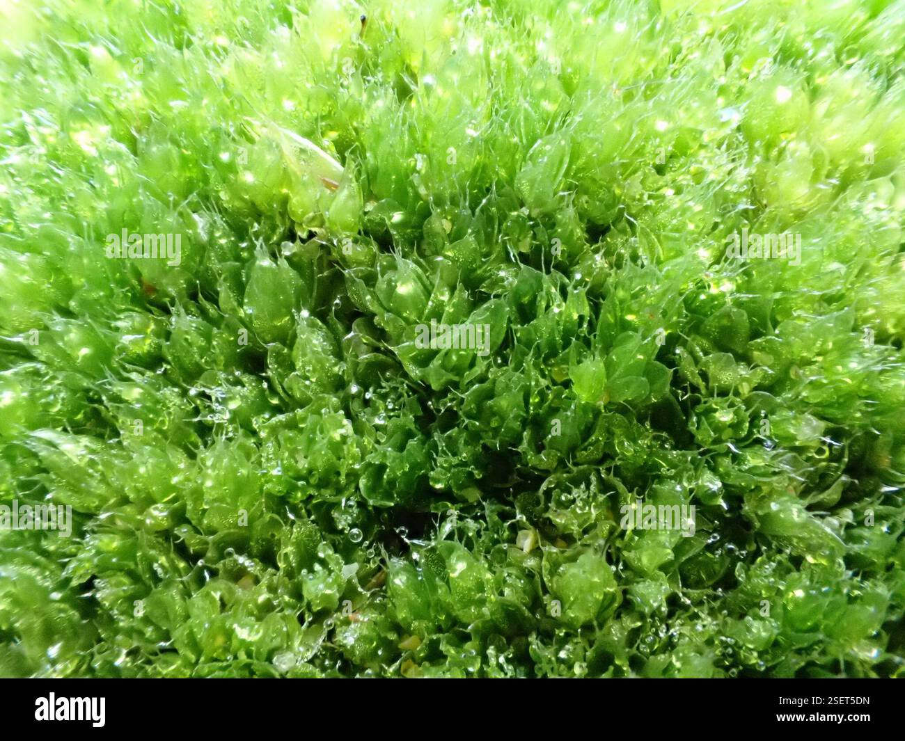 Capillary Thread-moss (Ptychostomum capillare), Plantae, Amsterdamse ...
