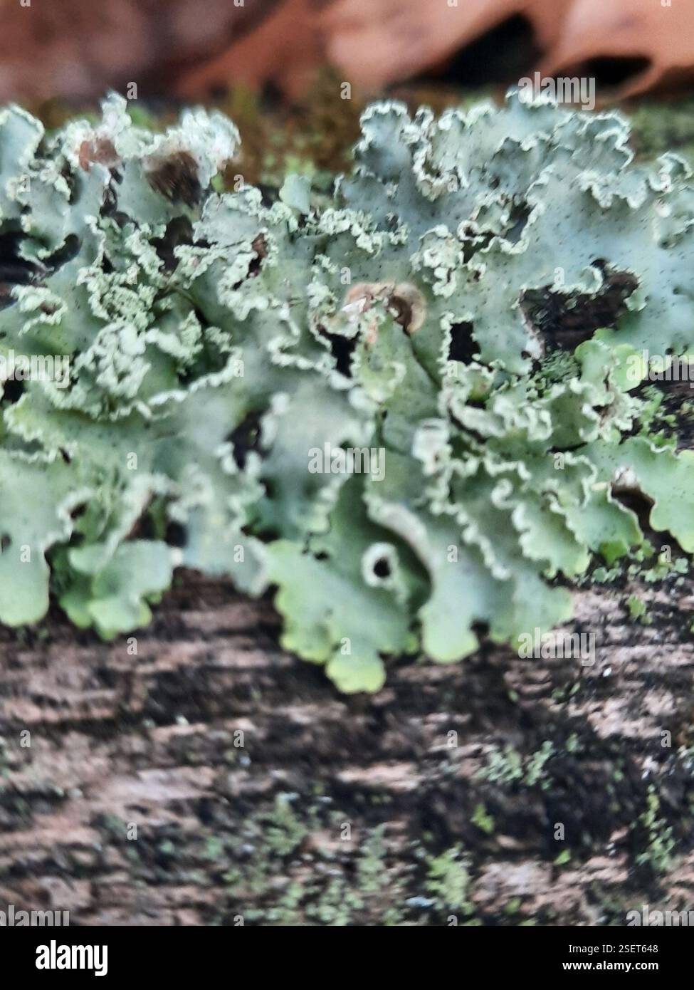 typical shield lichens (Parmelioideae), Fungi, Dutchess County, US-NY ...