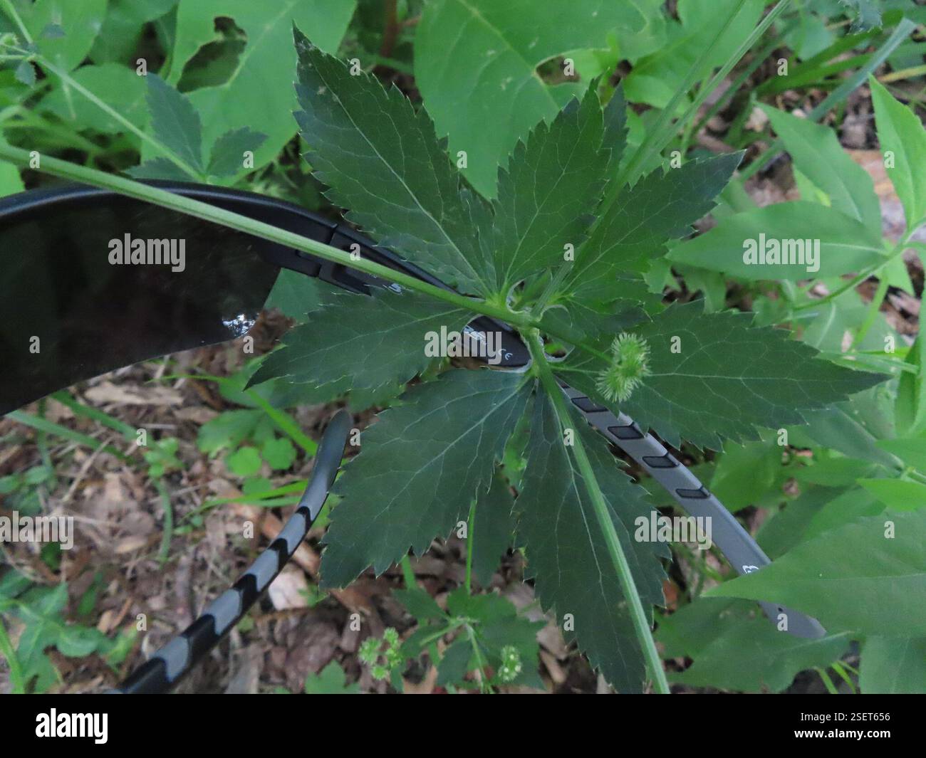 Black Snakeroot (Sanicula canadensis), Plantae, Louisville, KY, USA ...